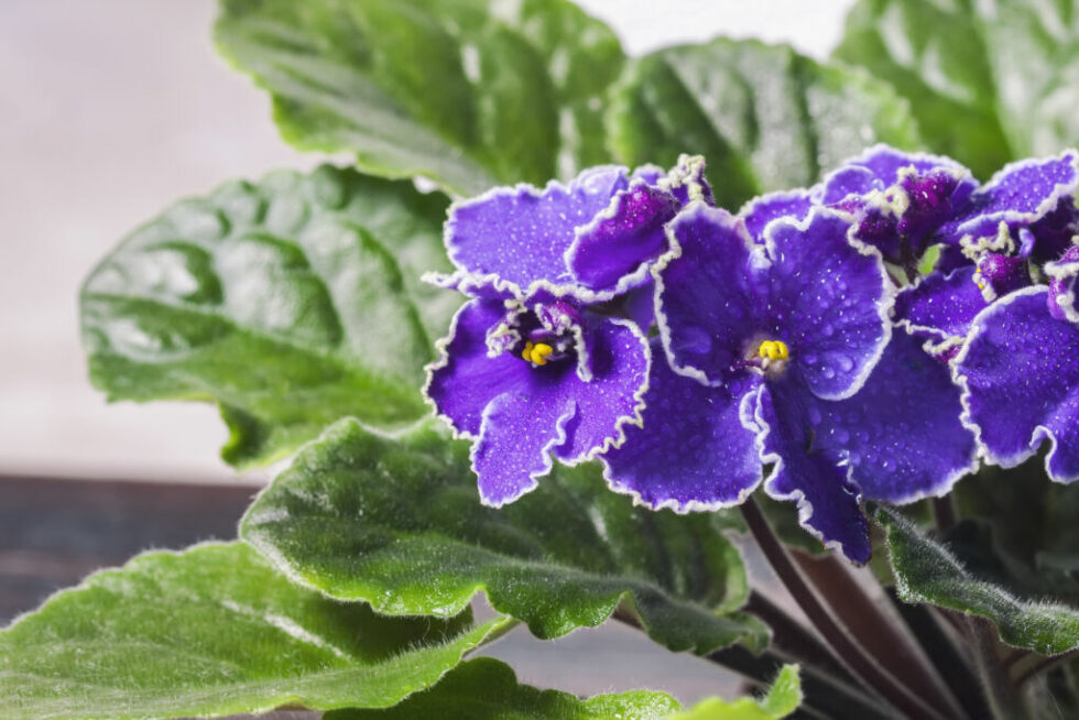 How to Propagate African Violets: A Step-By-Step Guide - HouseplantJoy.com