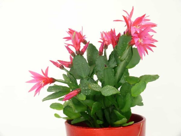 Cactus House Plants: Easy Care Plants for Home