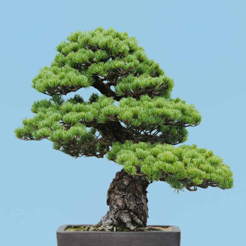 10 Indoor Bonsai Trees For Beginners: Tree Care Guide