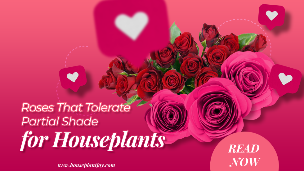 Roses That Tolerate Partial Shade for Houseplants - HouseplantJoy.com