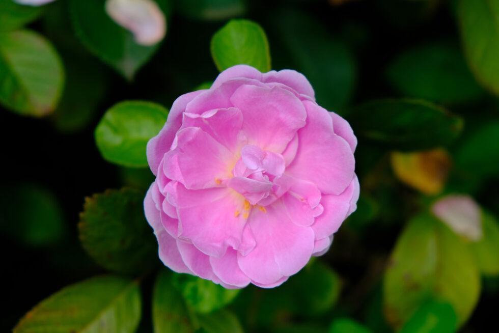 Roses That Tolerate Partial Shade for Houseplants - HouseplantJoy.com