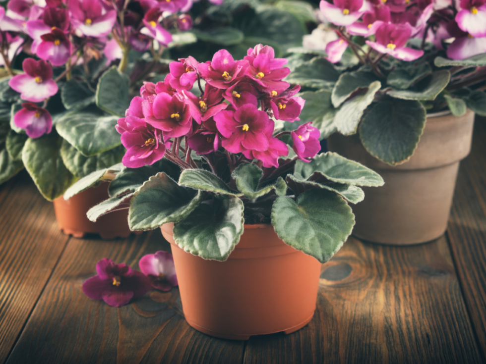 Top 7 Best Flowering House Plants