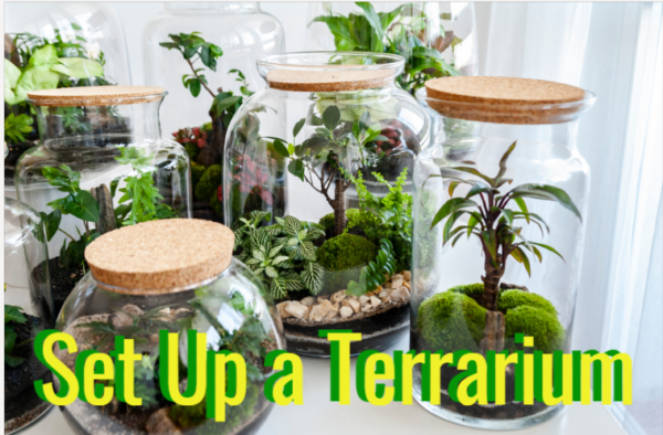Tropical Rainforest Terrarium Design - HouseplantJoy.com