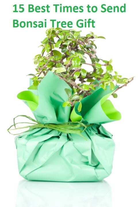 15 Best Times to Send Bonsai Tree Gift - HouseplantJoy.com