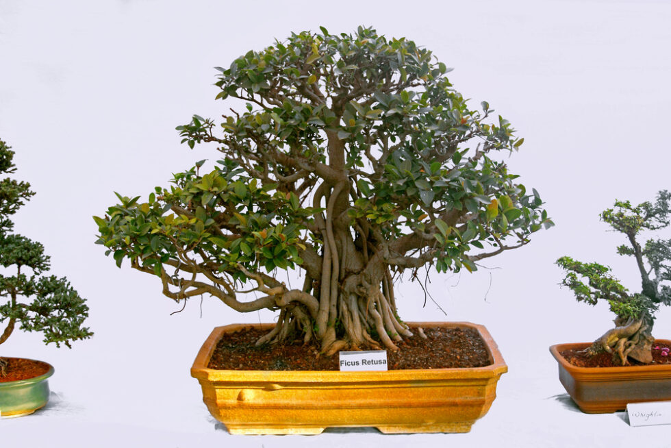 12 Best Bonsai Trees For Beginners - HouseplantJoy.com