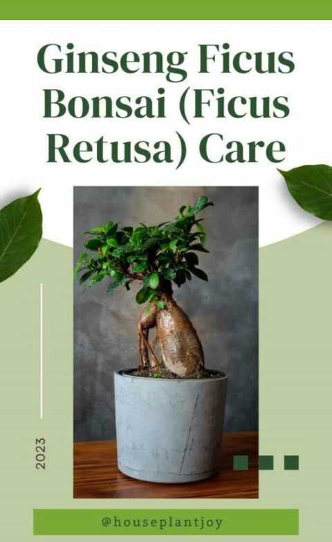 Ginseng Ficus Bonsai (Ficus Retusa) Care