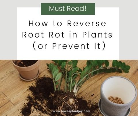 How to Reverse Root Rot in Plants (or Prevent It) - HouseplantJoy.com