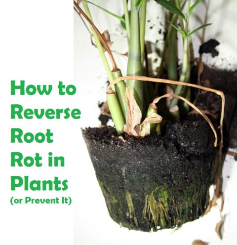 How to Reverse Root Rot in Plants (or Prevent It) - HouseplantJoy.com