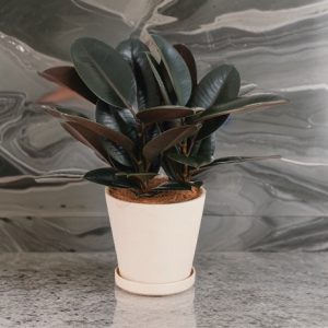 Burgundy Rubber Tree Mastery: Unveiling the Art of Cultivation ...