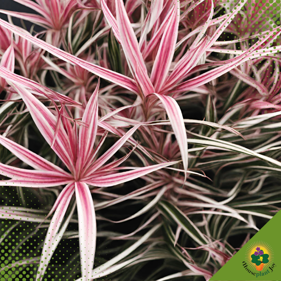 The Beauty of Pink Spider Plant: A Guide for Plant Lovers ...