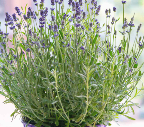 Cute Small Plants for Bedroom: Adding Style and Health - HouseplantJoy.com