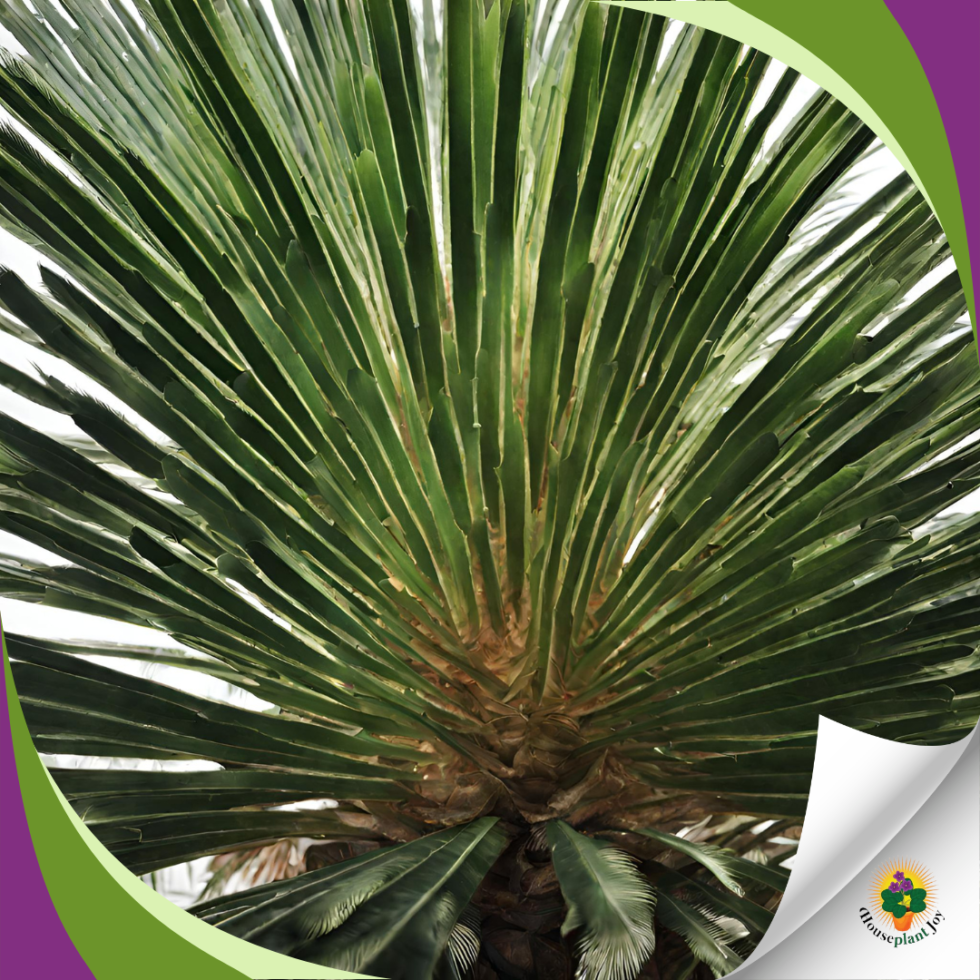 Sago Palm Propagation Mastery: Your Step-by-Step Guide - HouseplantJoy.com