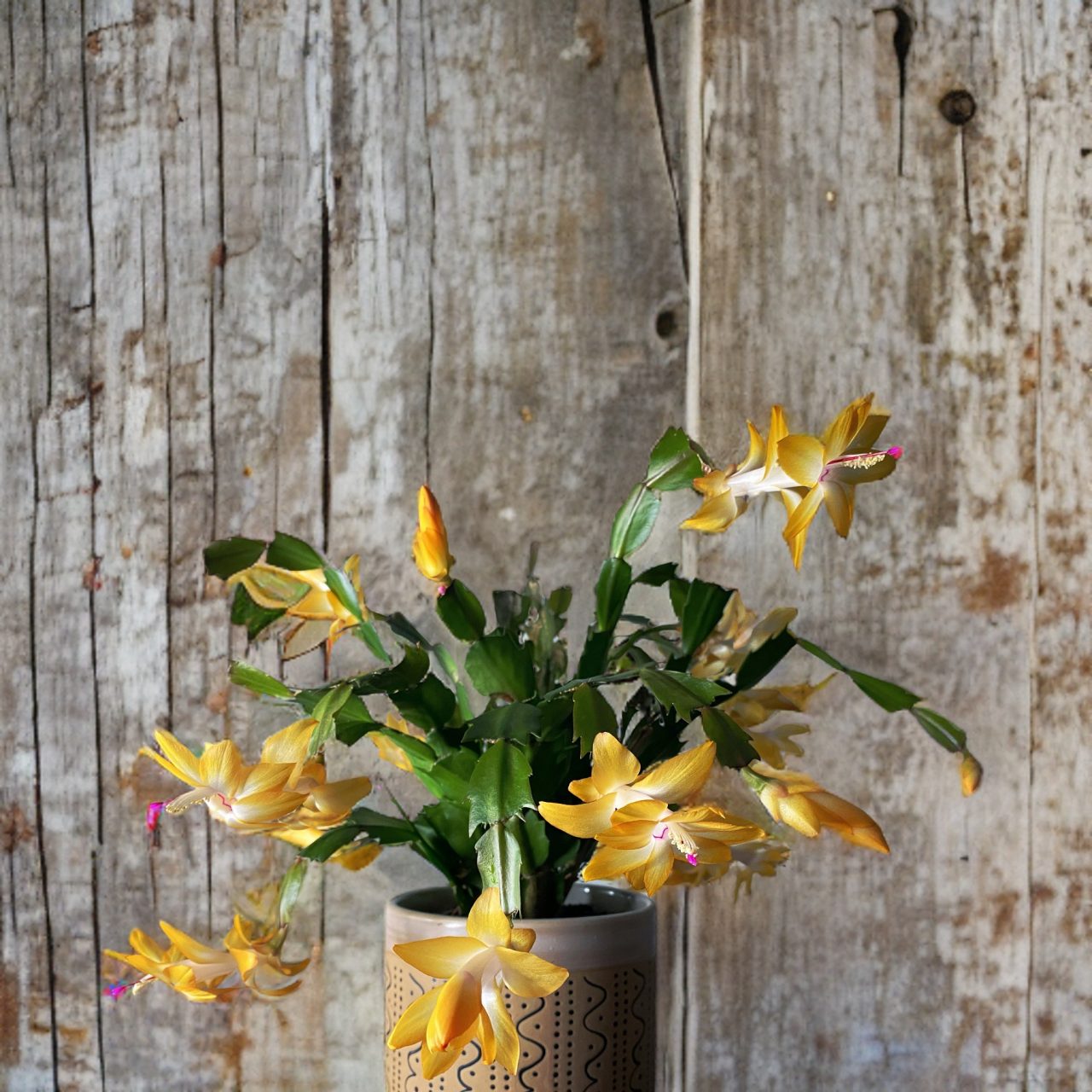 Yellow Christmas Cactus Plant to Brighten Holidays - HouseplantJoy.com