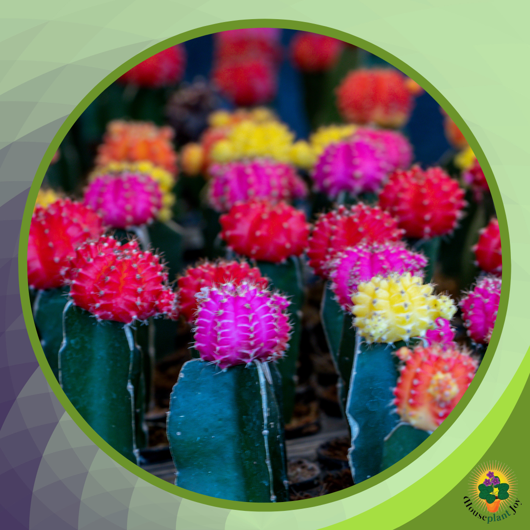 Grafted Cactus 101: A Beginner's Manual - HouseplantJoy.com