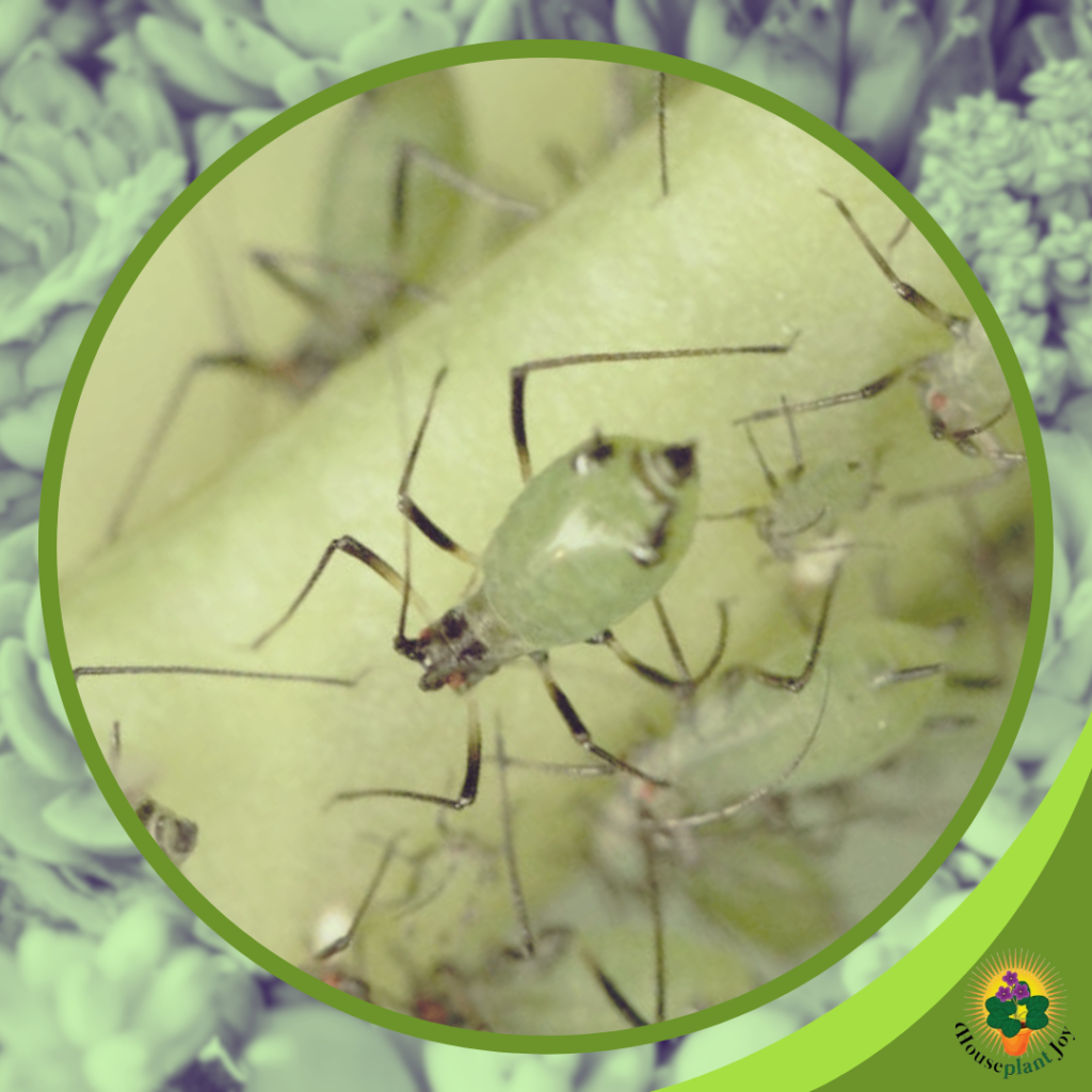 Demystifying Pests and Diseases of Succulents - HouseplantJoy.com