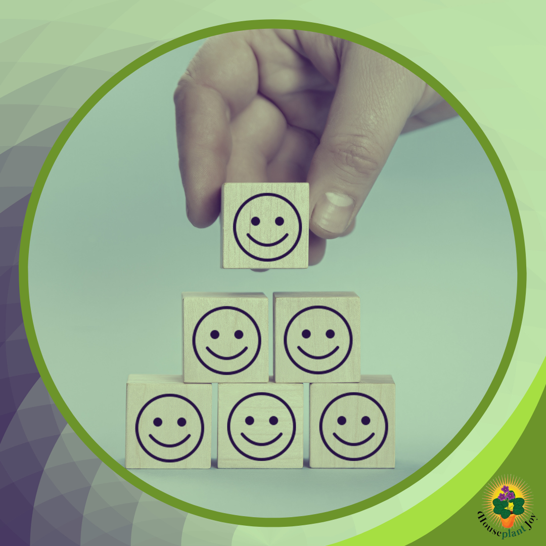 Fluffy Cactus (The Old Man Cactus) Care Guide - HouseplantJoy.com