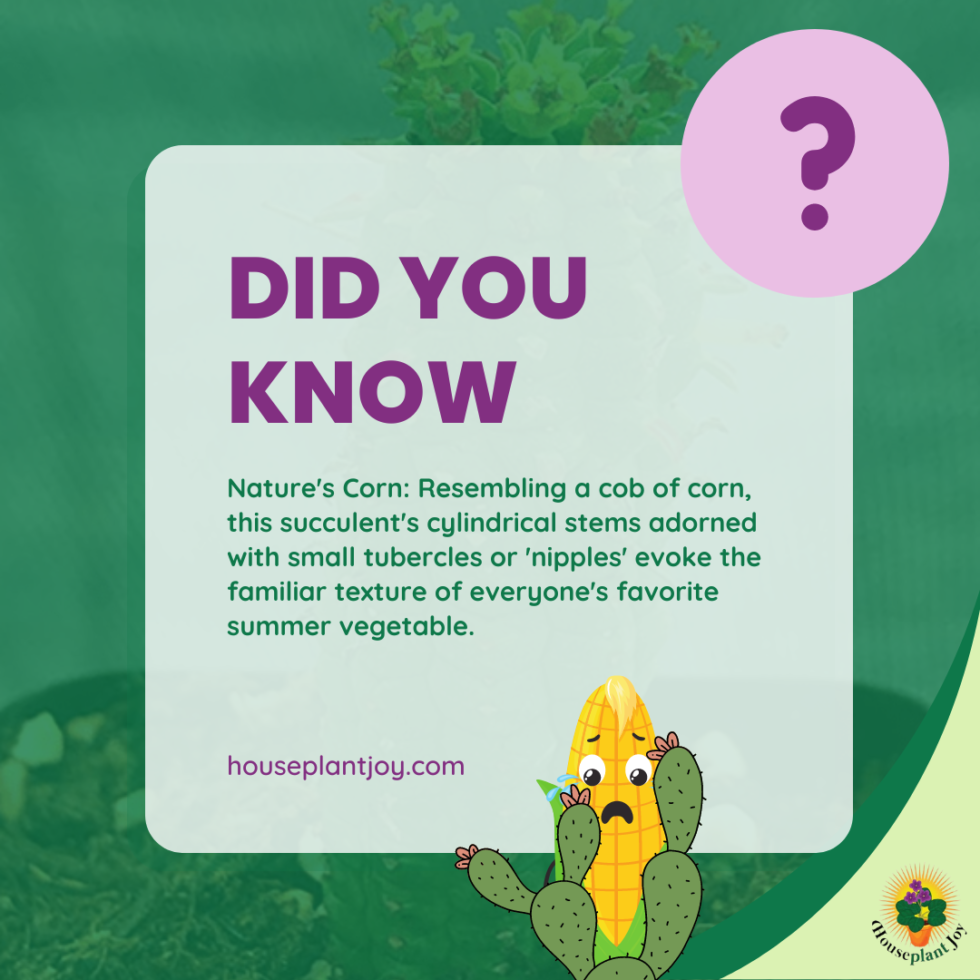 Corn Cob Cactus: Everything You Need to Know - HouseplantJoy.com