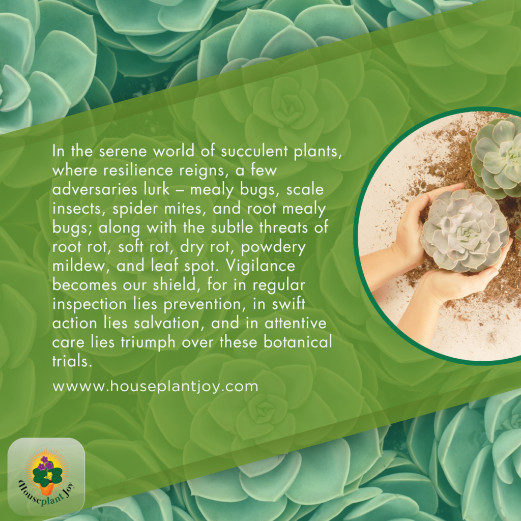 Demystifying Pests and Diseases of Succulents - HouseplantJoy.com