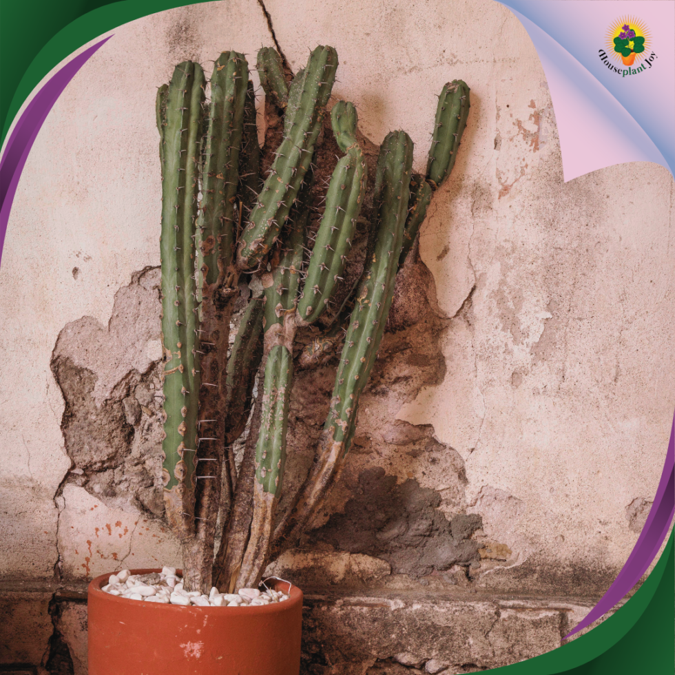 Mexican Cactus Plants: Venturing into the Thorny Tapestry ...
