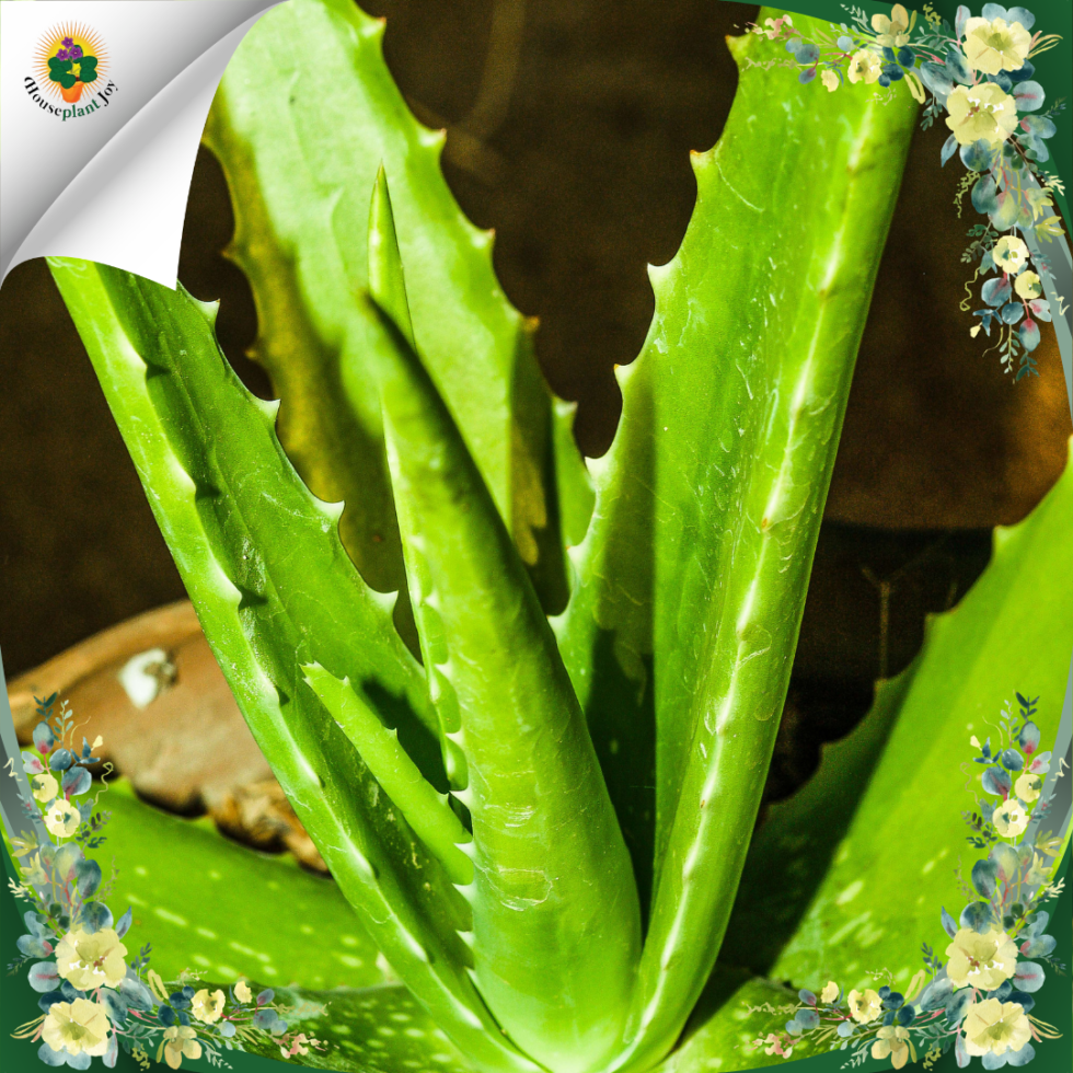 Best Plants For Improving Sleep And Reducing Stress - HouseplantJoy.com