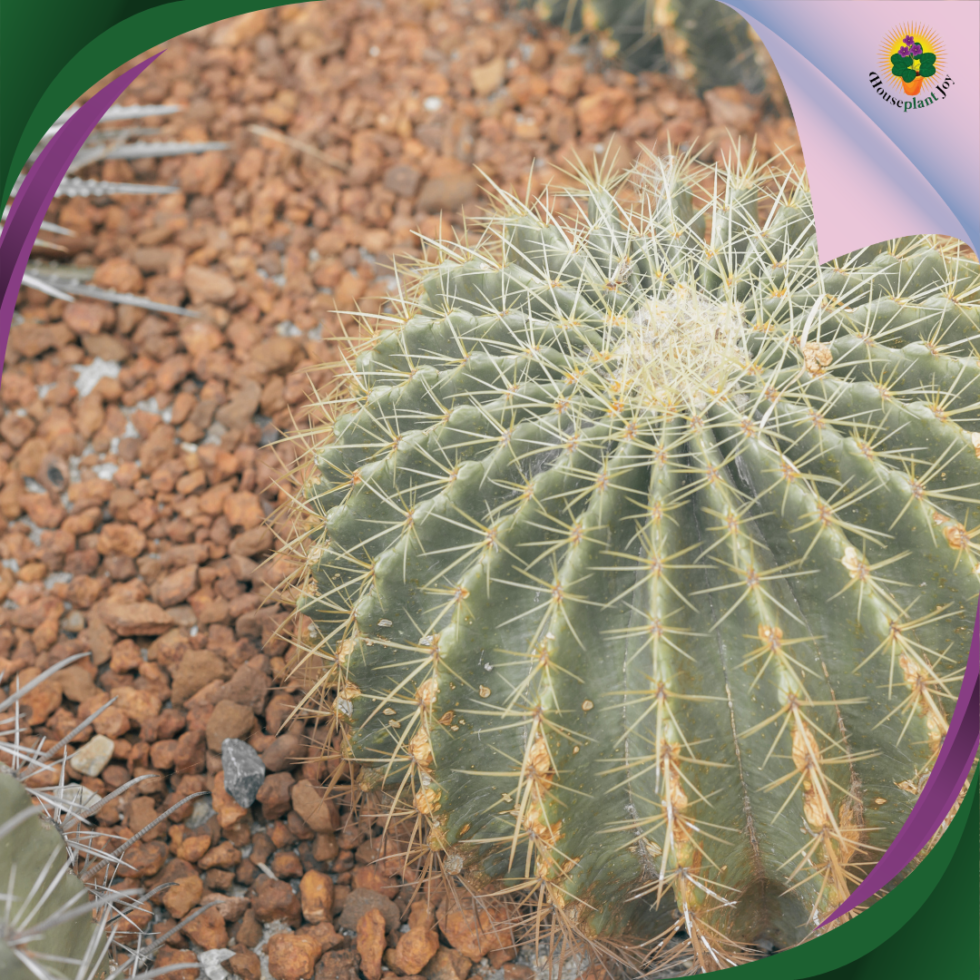 Balloon Cactus Care: Cultivating Charm - HouseplantJoy.com