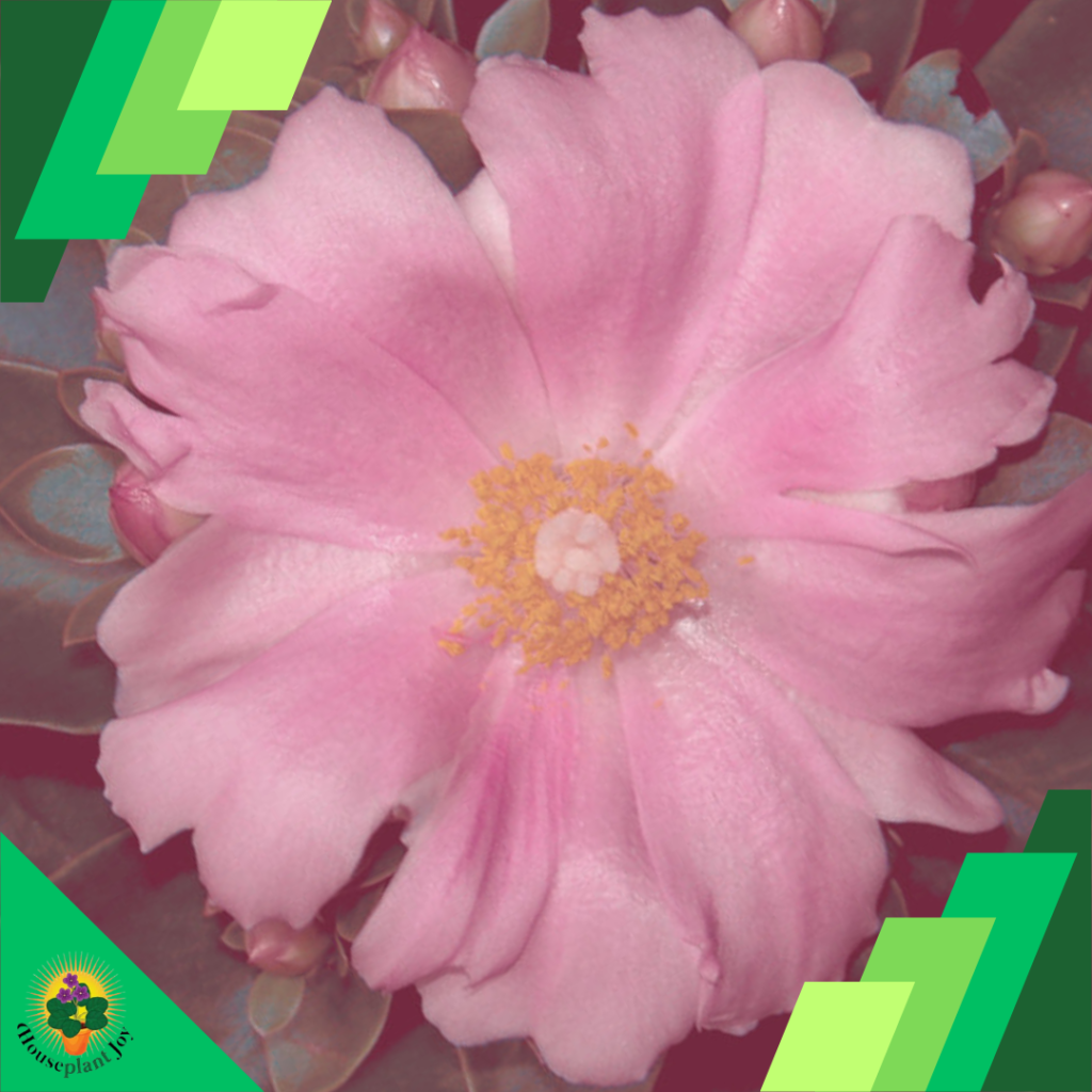 Pereskia Grandifolia: The Stunning Rose Cactus - HouseplantJoy.com