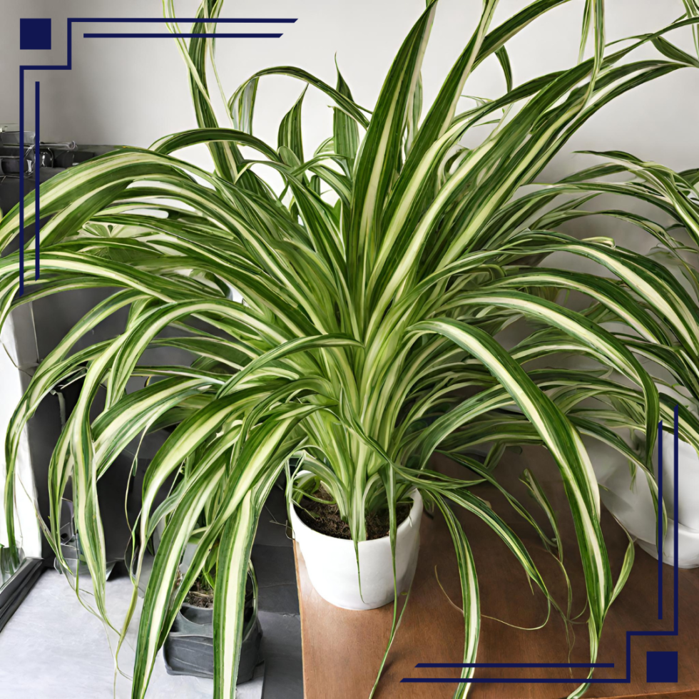 Large Spider Plant Care: A Complete Guide - HouseplantJoy.com