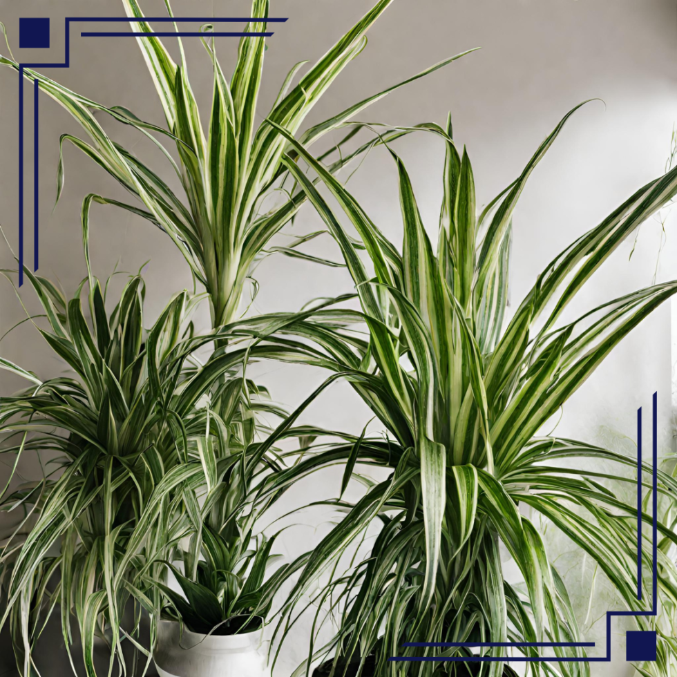 Large Spider Plant Care: A Complete Guide - HouseplantJoy.com
