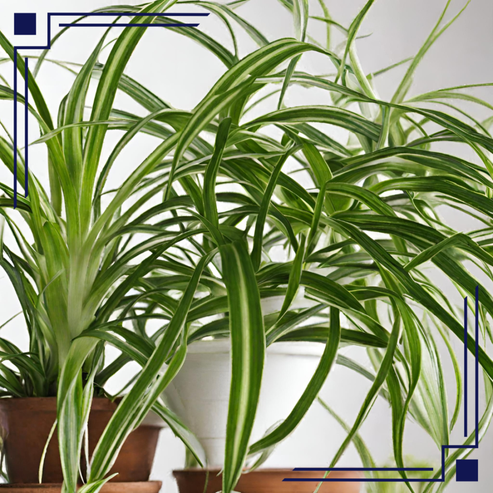 Large Spider Plant Care: A Complete Guide - HouseplantJoy.com