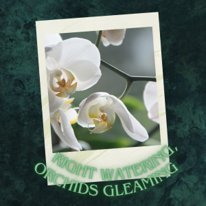 How to Water Orchids Correctly - HouseplantJoy.com