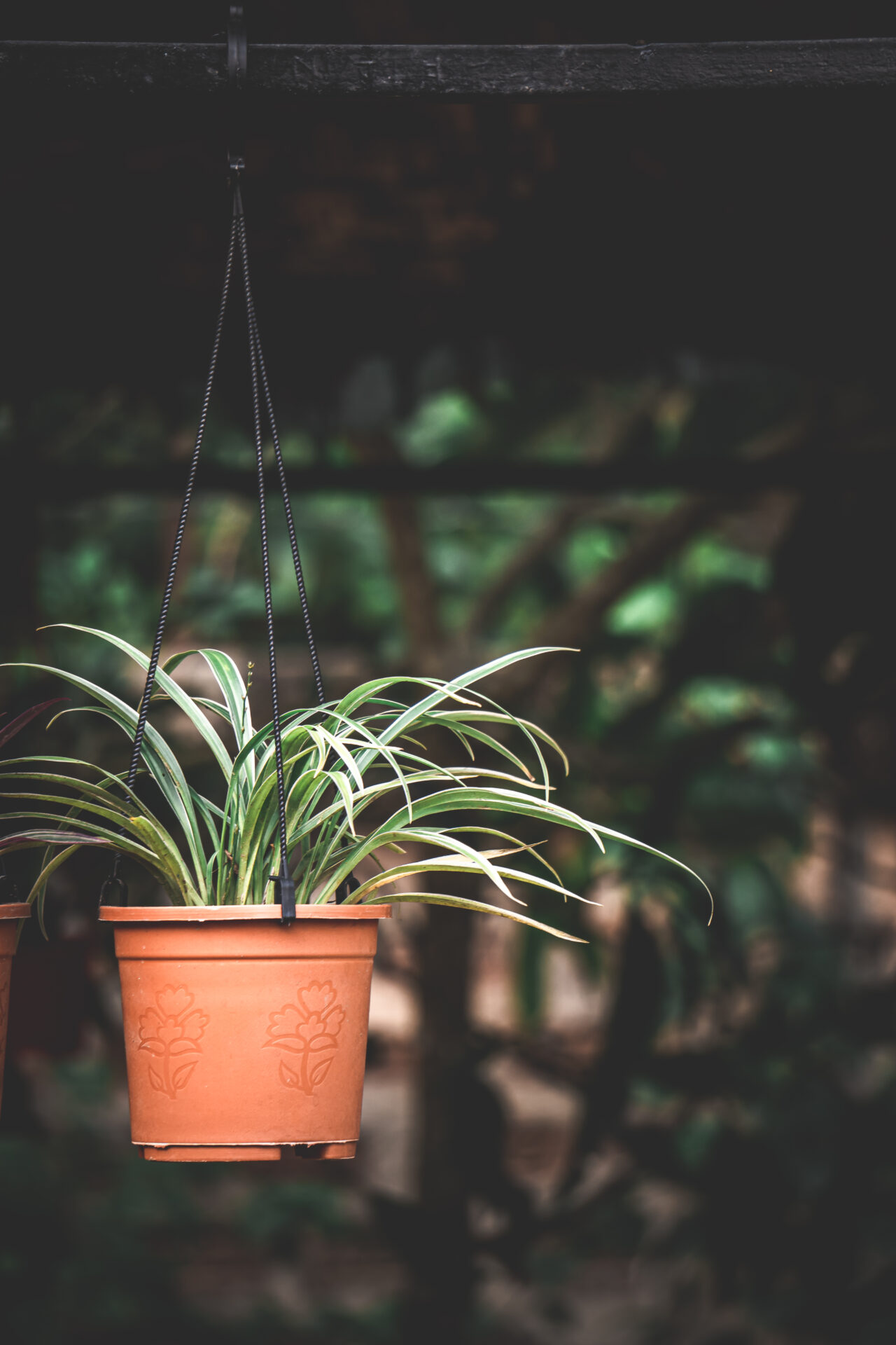 How to Choose The Perfect Spider Plant Pot - HouseplantJoy.com