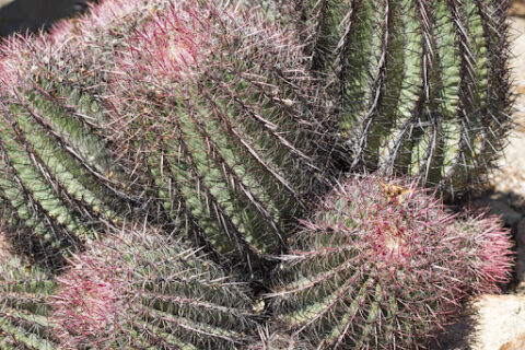 Unusual Cactus Houseplants, Succulents - HouseplantJoy.com