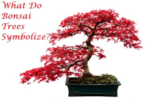 What Do Bonsai Trees Symbolize? - HouseplantJoy.com