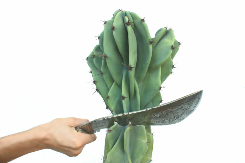 Propagate Cactus From Cutting, Practical Tips - HouseplantJoy.com