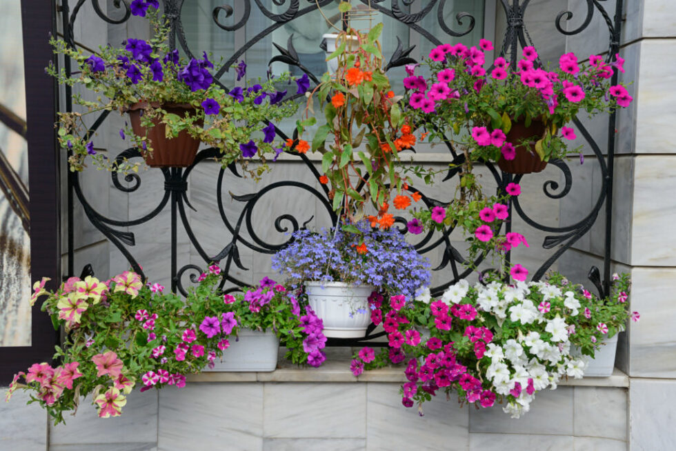 Types of Plant Pots - HouseplantJoy.com