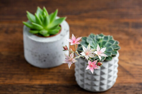 Types of Plant Pots - HouseplantJoy.com