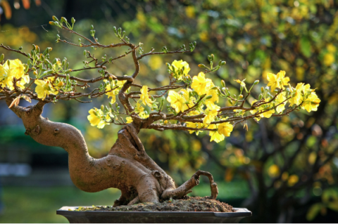 Flowering Bonsai Trees Care Guide - HouseplantJoy.com