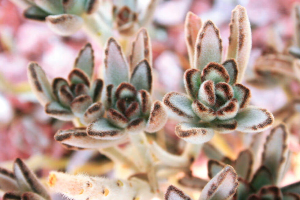 Panda Plant Growing and Care Guide - HouseplantJoy.com