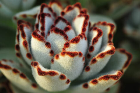 Panda Plant Growing and Care Guide - HouseplantJoy.com