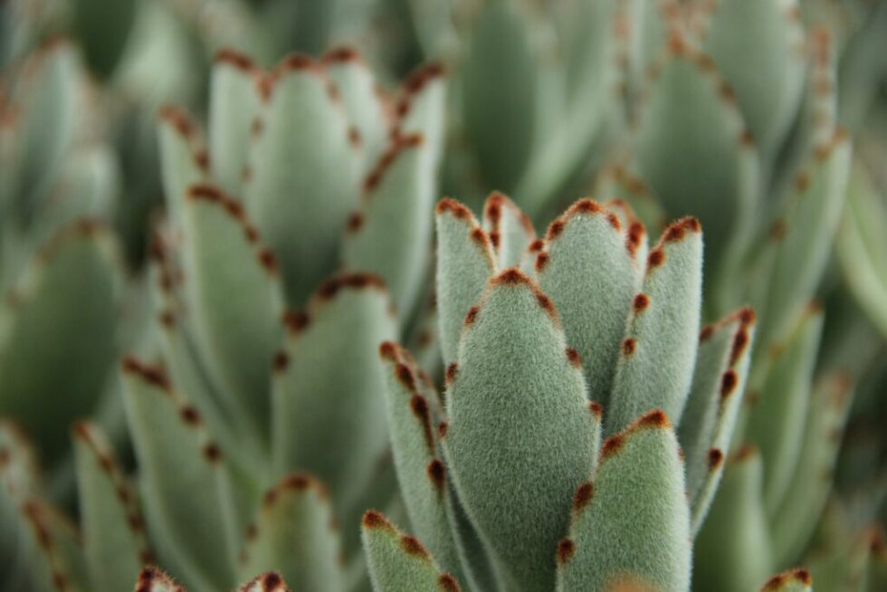 Panda Plant Growing and Care Guide - HouseplantJoy.com