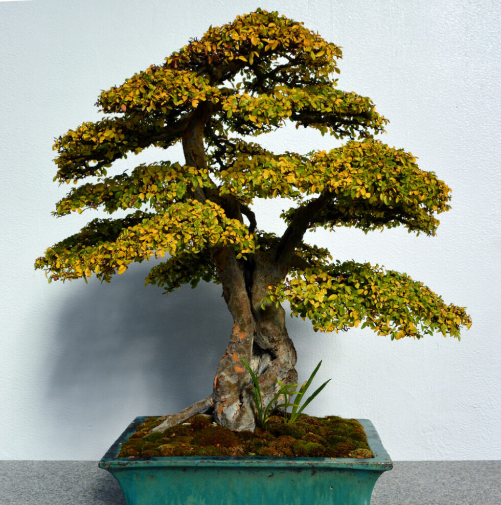Best Indoor Bonsai Tree For Your Home - HouseplantJoy.com
