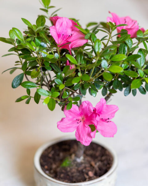 Best Indoor Bonsai Tree For Your Home - HouseplantJoy.com