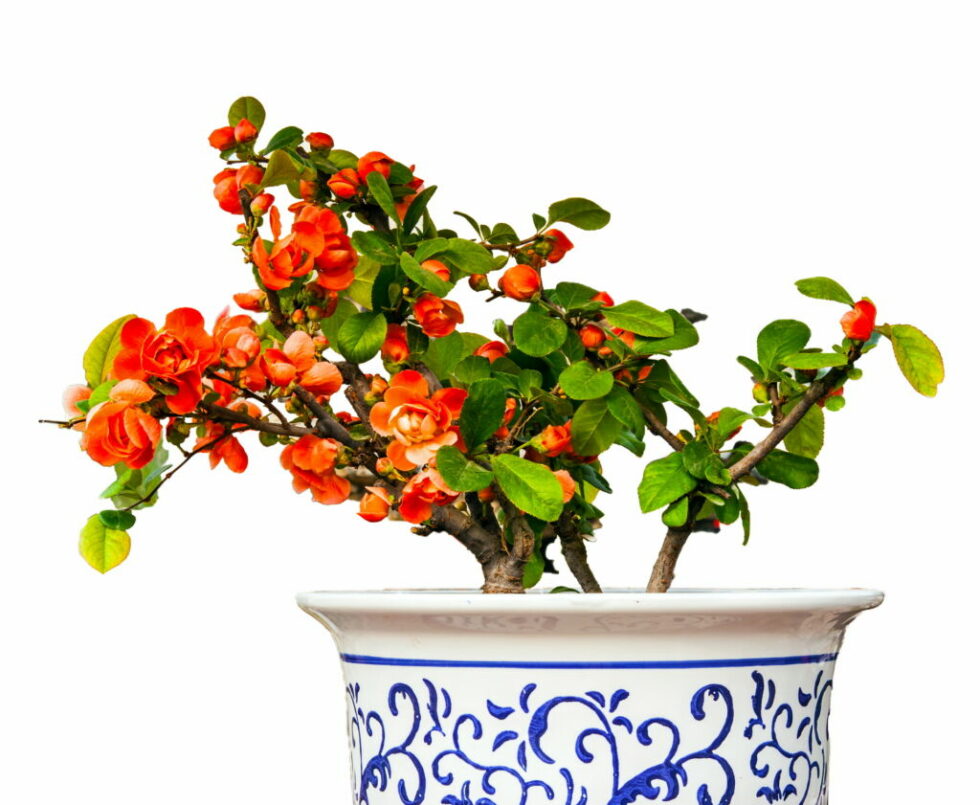 Best Indoor Bonsai Tree For Your Home - HouseplantJoy.com