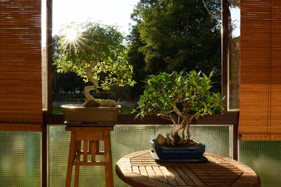 Best Indoor Bonsai Tree For Your Home - HouseplantJoy.com