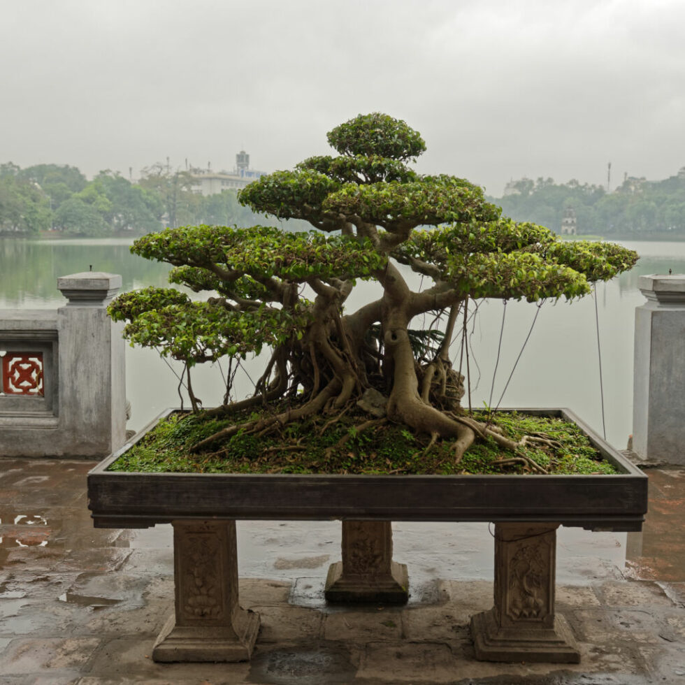 Best Indoor Bonsai Tree For Your Home - HouseplantJoy.com