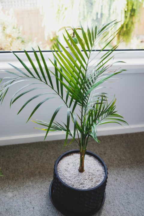 Indoor Palm Trees - HouseplantJoy.com