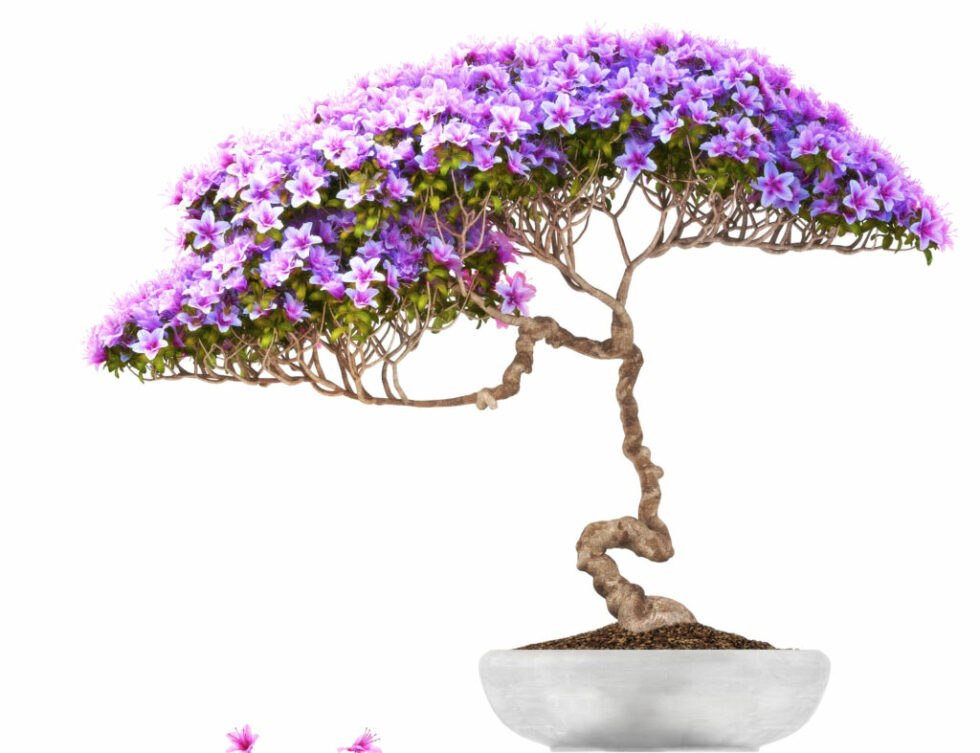 Rare Bonsai Trees - HouseplantJoy.com