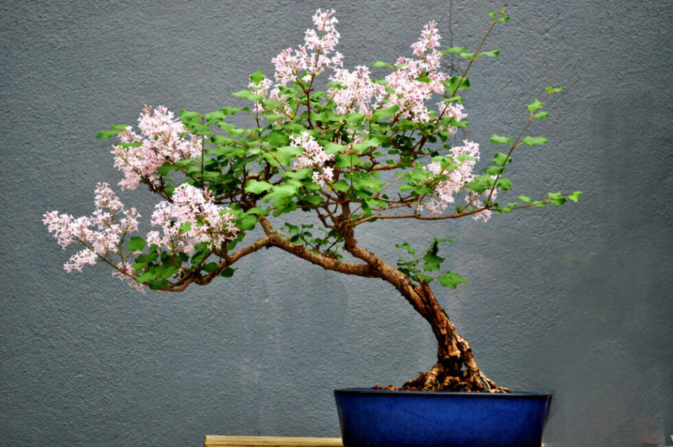 Rare Bonsai Trees - HouseplantJoy.com