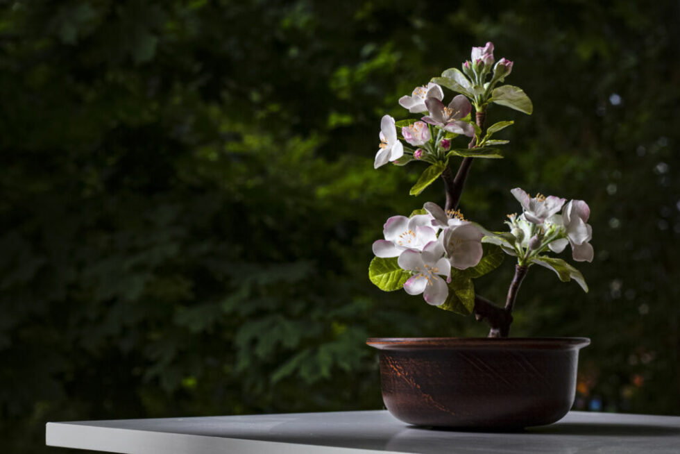 Rare Bonsai Trees - HouseplantJoy.com