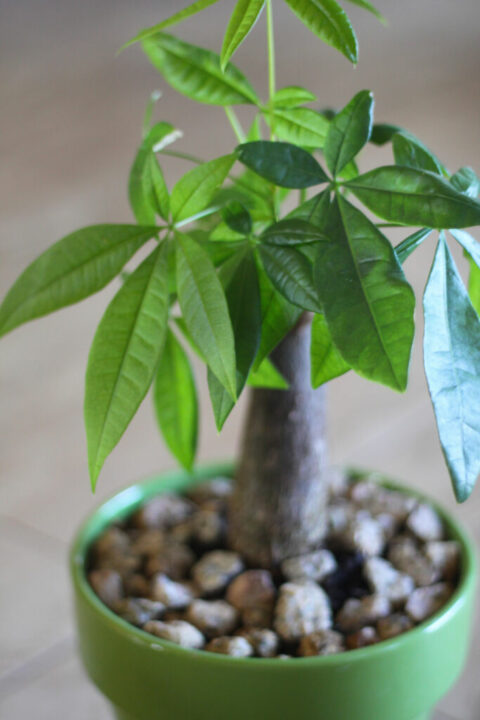 Rare Bonsai Trees - HouseplantJoy.com